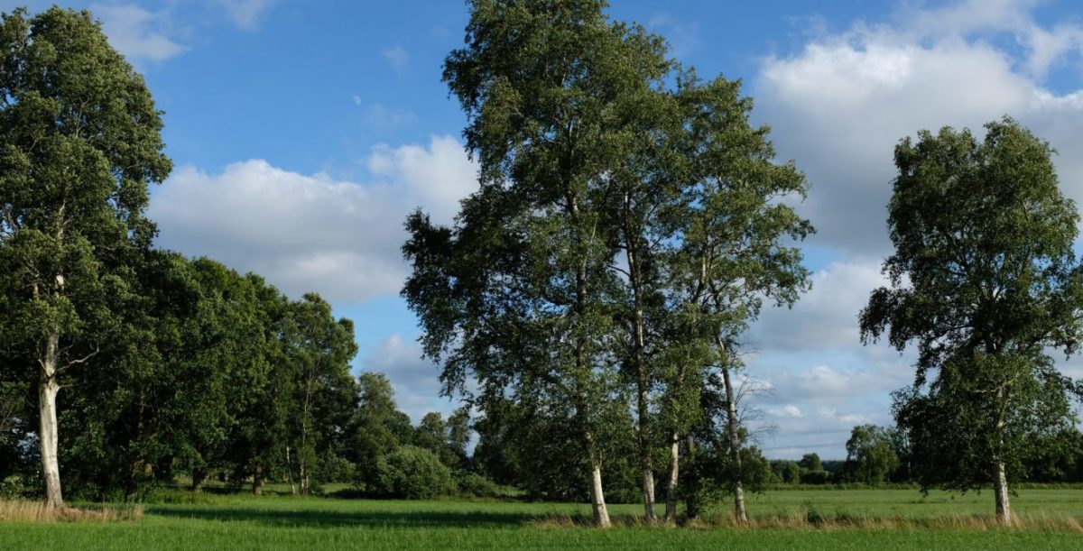 Baum des Jahres 2023 - Die Moor-Birke (Betula pubescens) - Landschaftsbau Fleischer